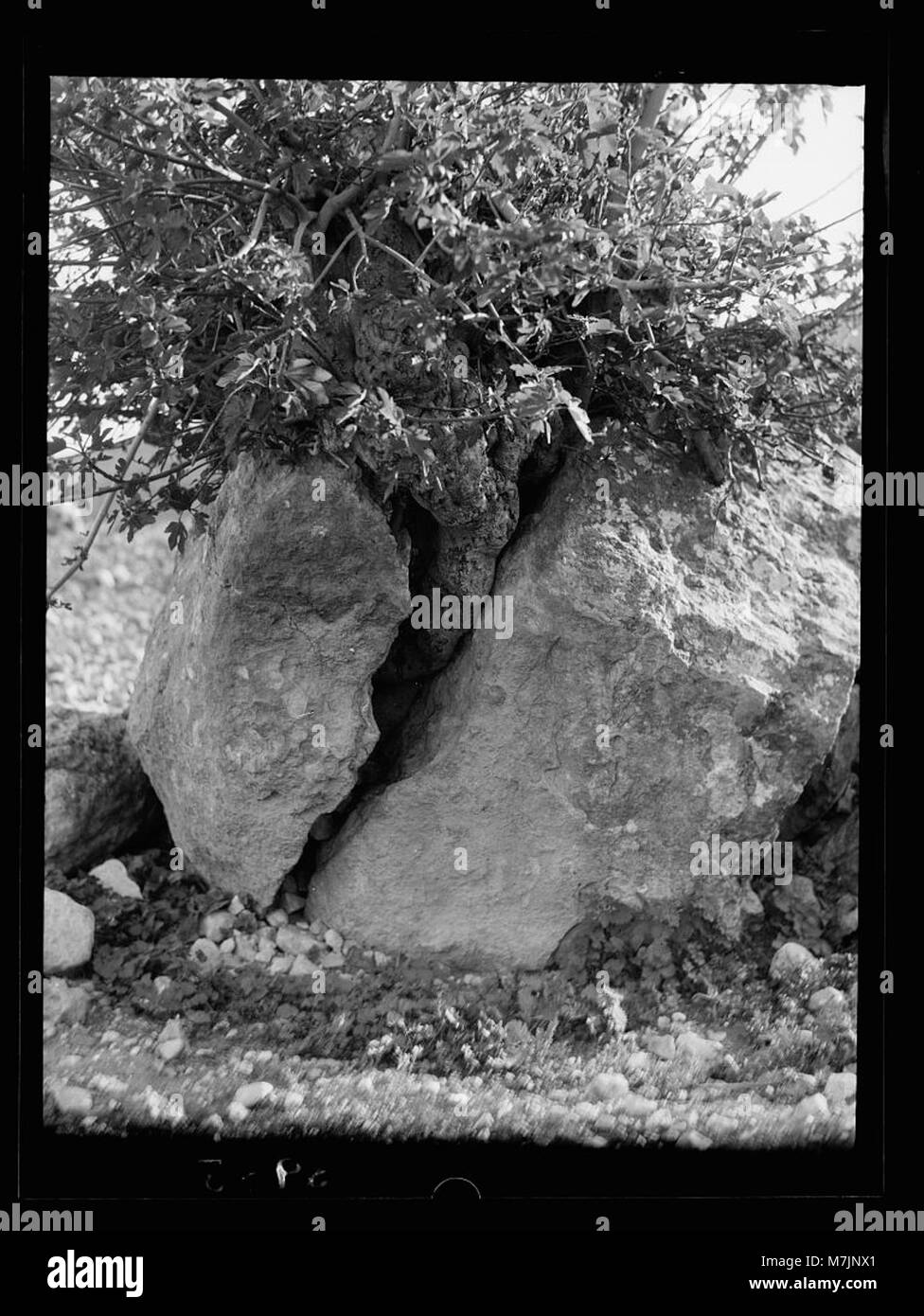 A fig tree growing from the cracks in a great rock in Wadi Shaib ...