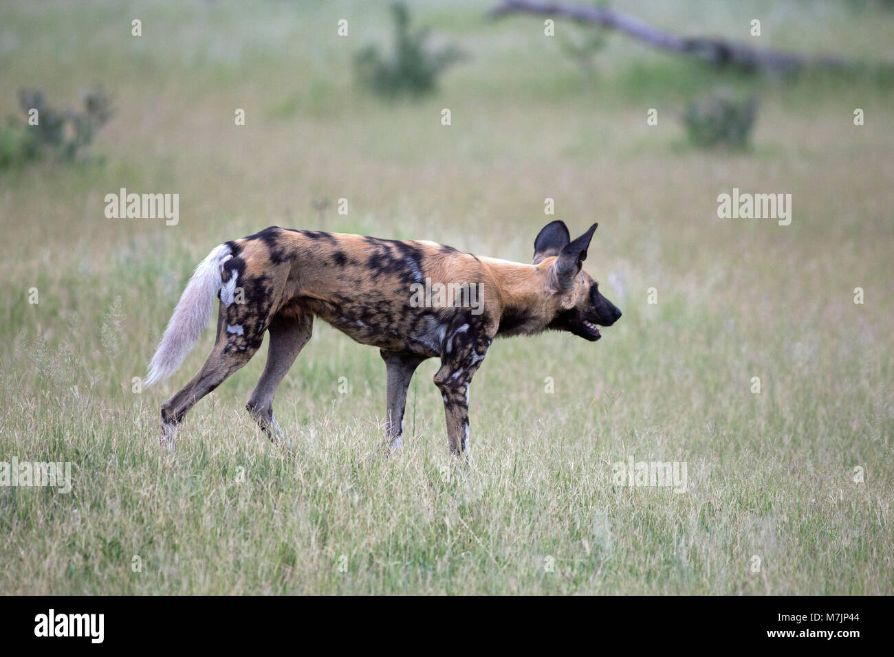 African Wild Hunting Dog (Lycaon pictus). Profile near view of single ...