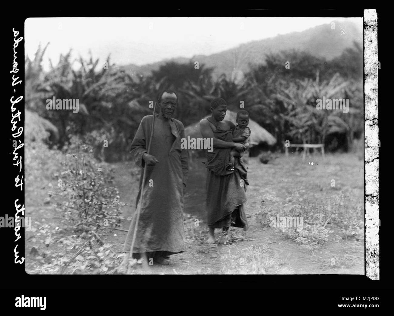A photograph of a native family working on a banana plantation between ...