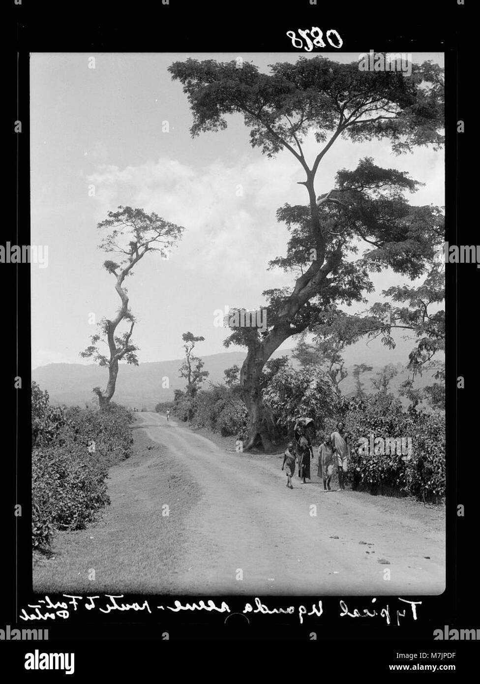 Picturesque view trees in Black and White Stock Photos & Images - Alamy