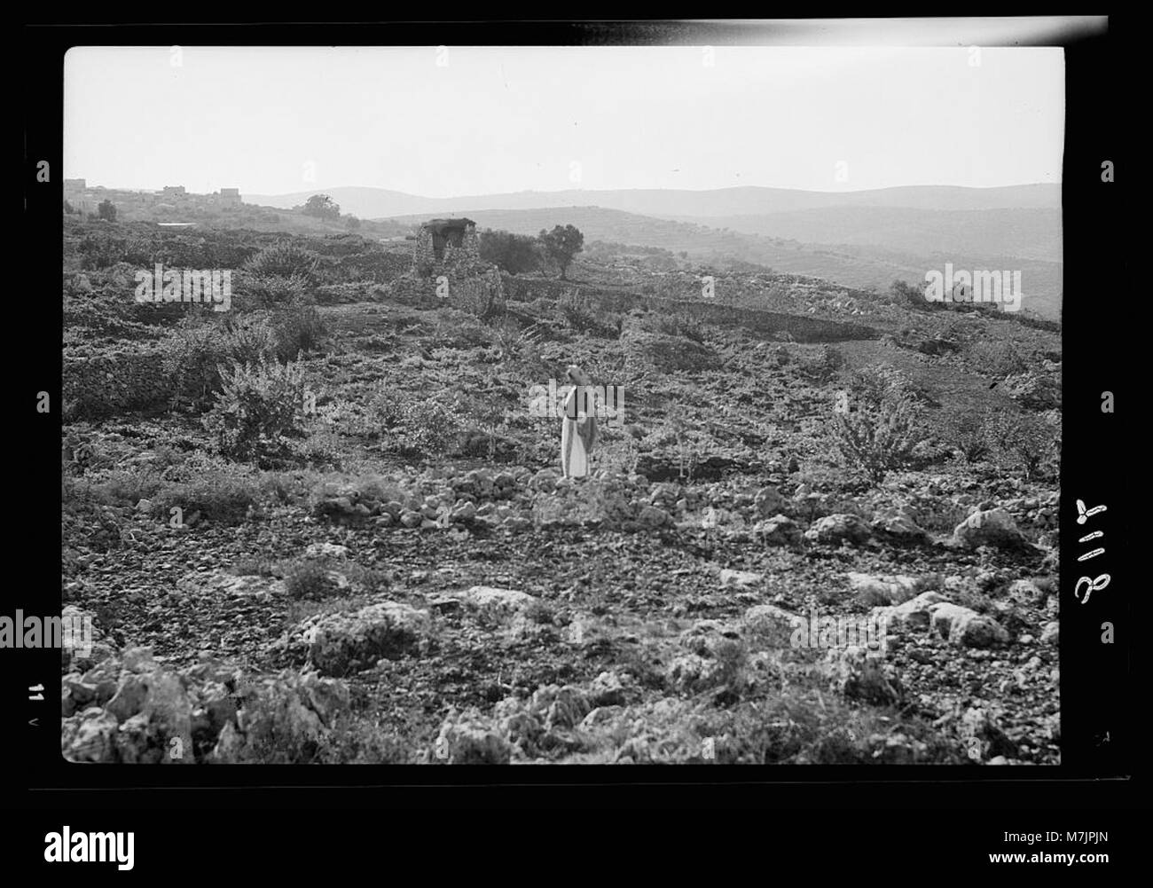 This photograph taken in September 1937 shows a vineyard and a ...