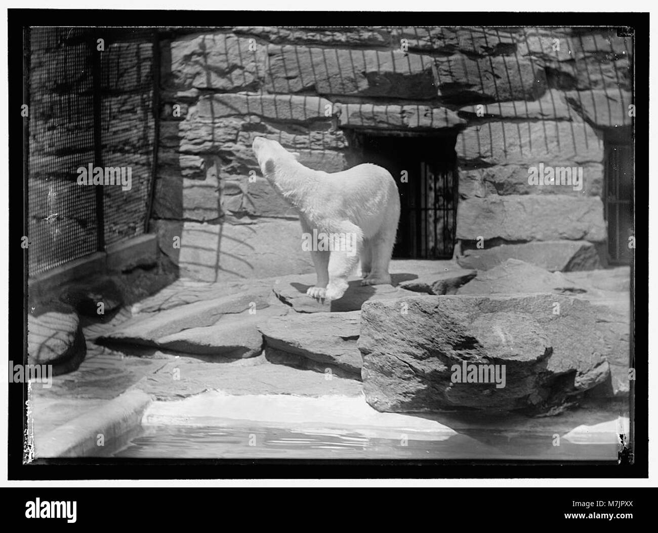 A photograph of bears at the National Zoo in Washington, D.C ...