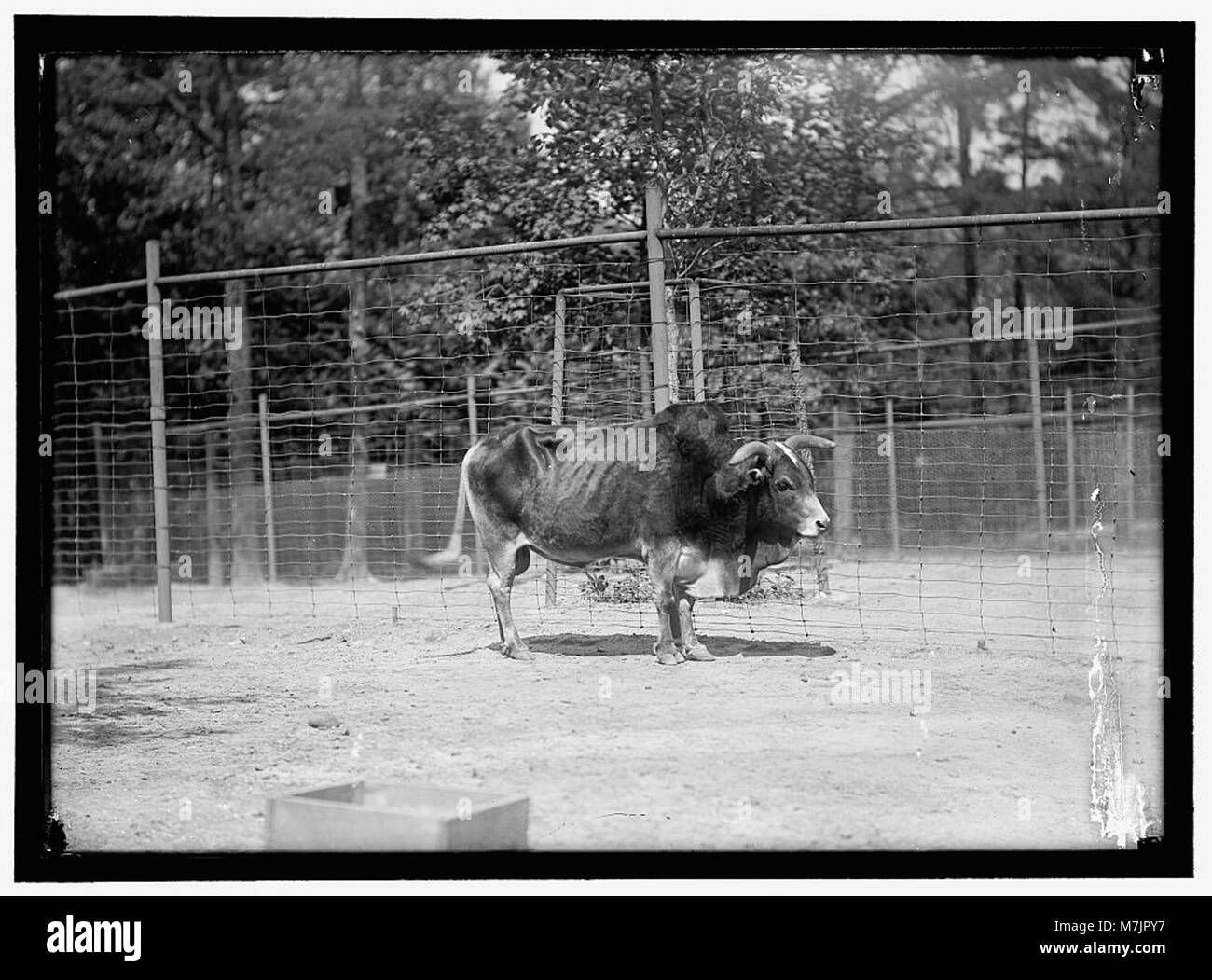 A photograph of a yak at the Washington, D.C. Zoo, showcasing the ...