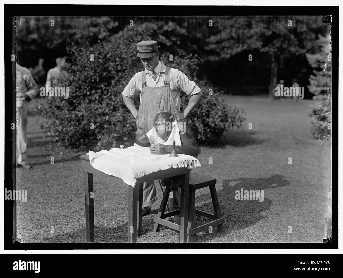 This photograph shows Sokko, a monkey at the Washington, D.C. Zoo ...