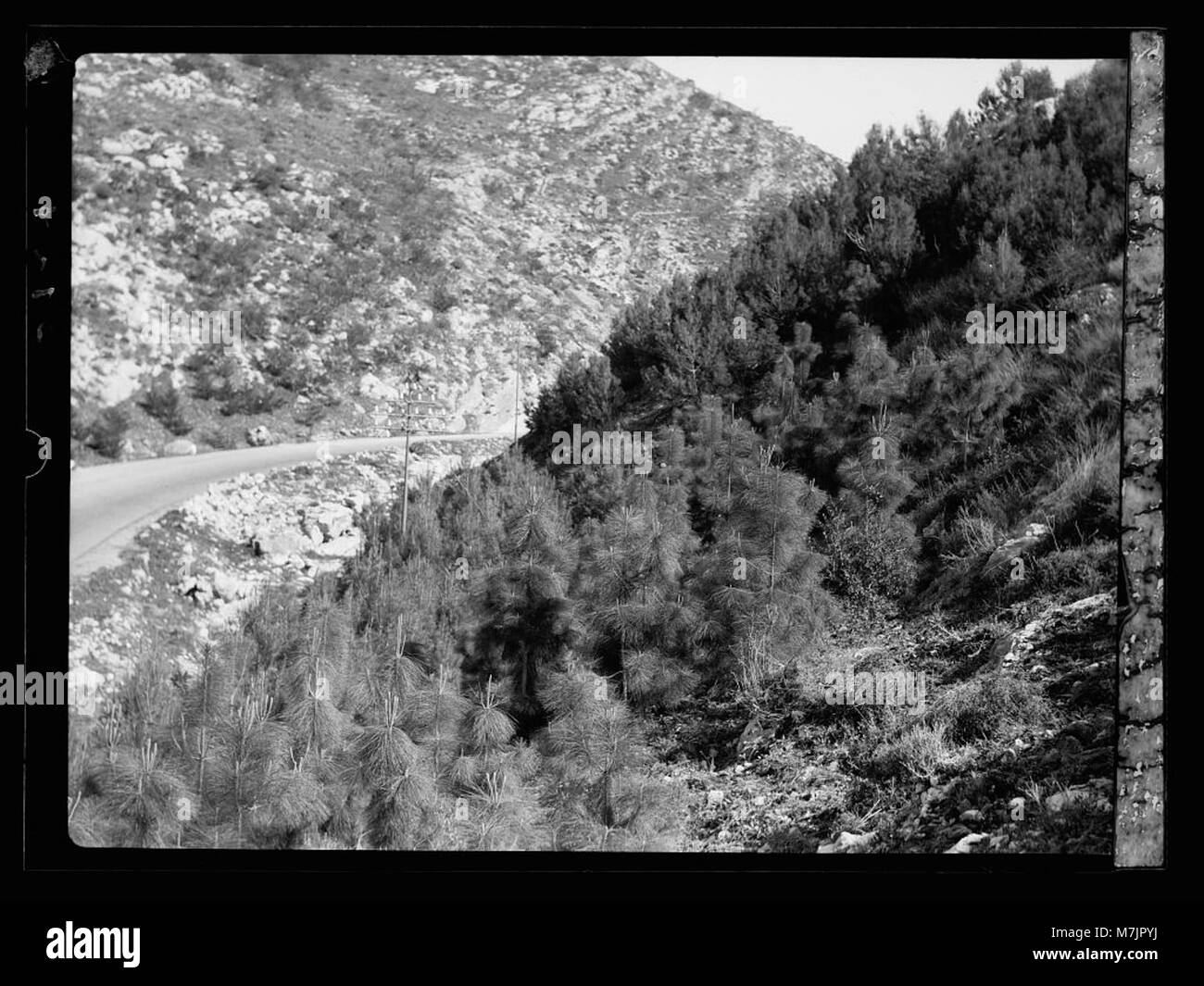 A photograph showing a reforested hillside between Jerusalem and Jaffa ...