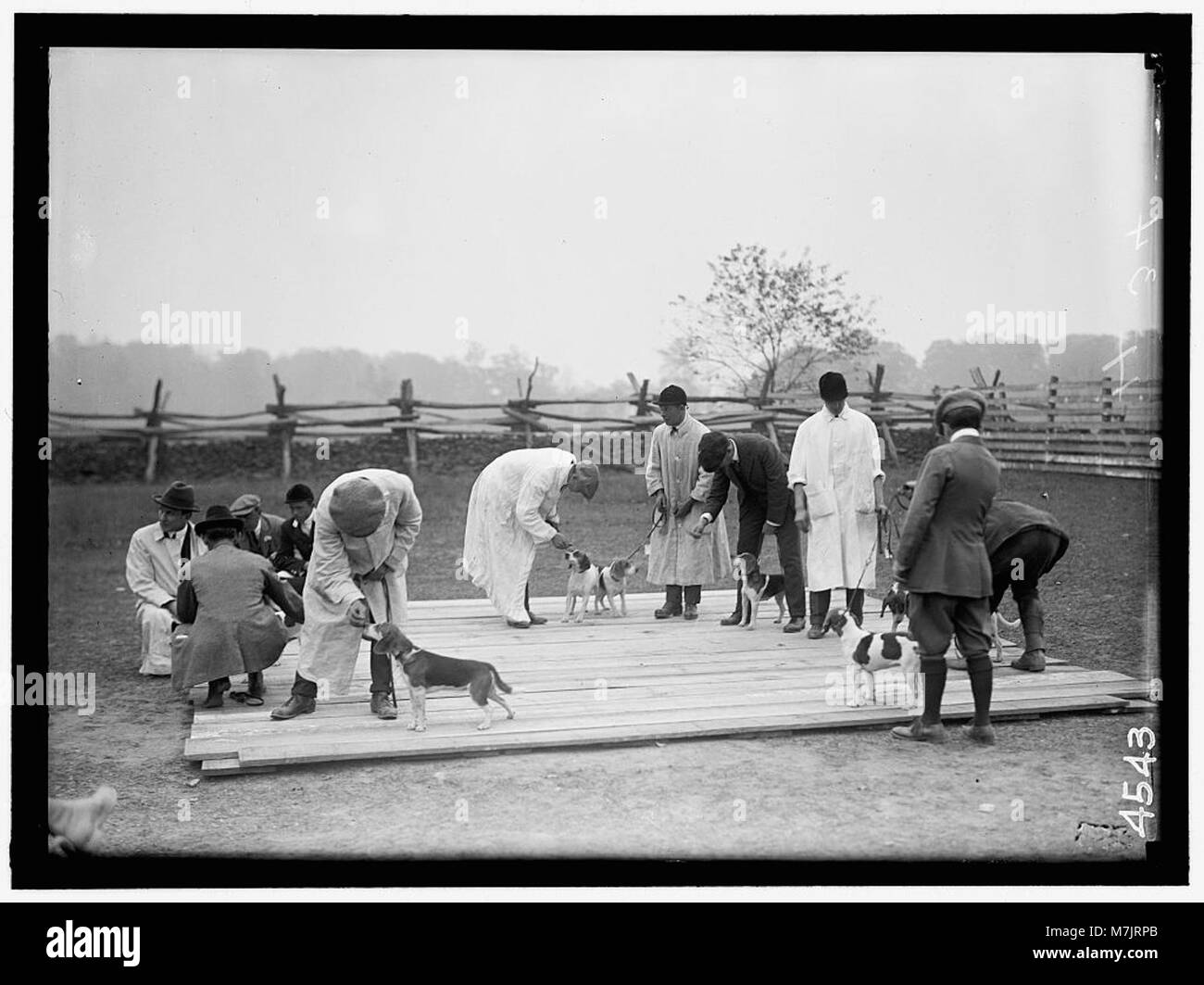 Judging dogs at national beagle club hi-res stock photography and ...
