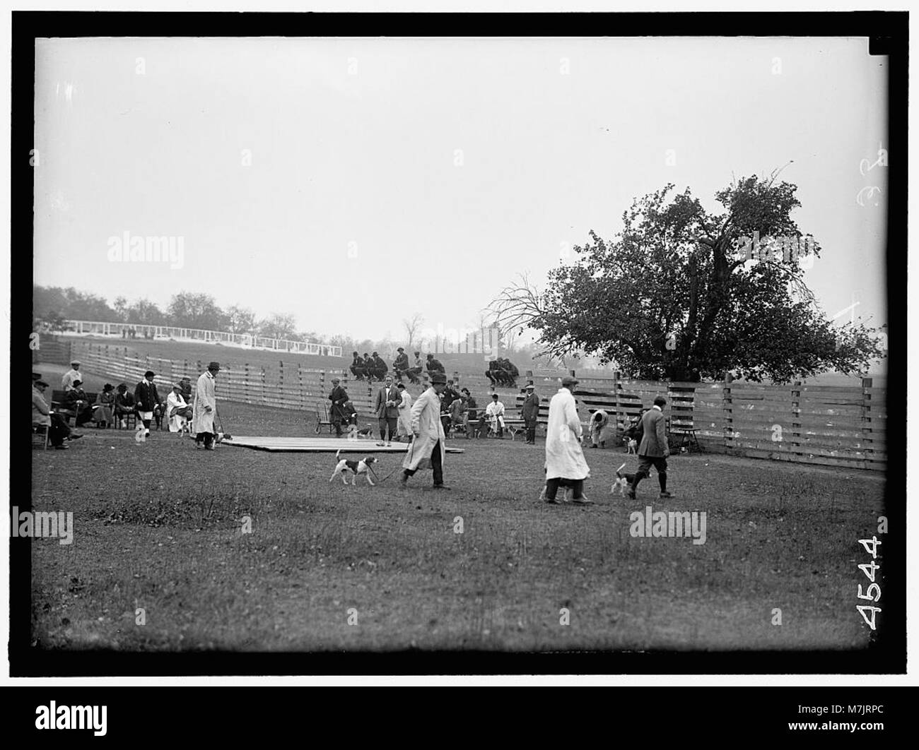 Judging dogs hi-res stock photography and images - Alamy