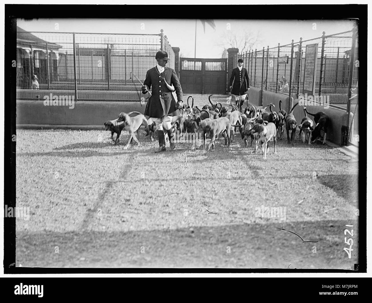 This image showcases the kennels and beagle dogs of J.B. Thomas ...