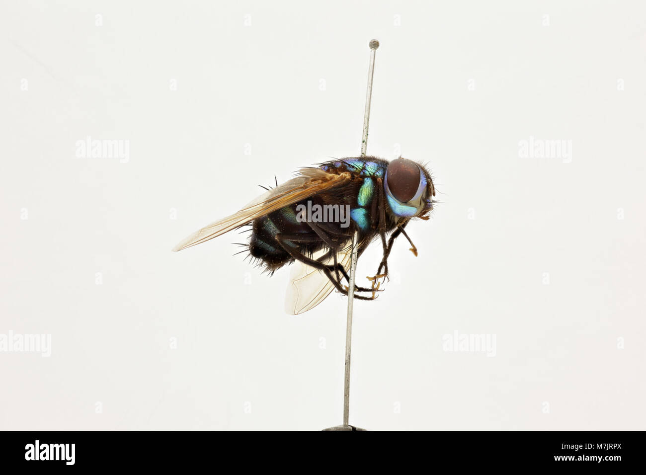 This image shows *Pancala gemmata var. viridescens*, a species of ...