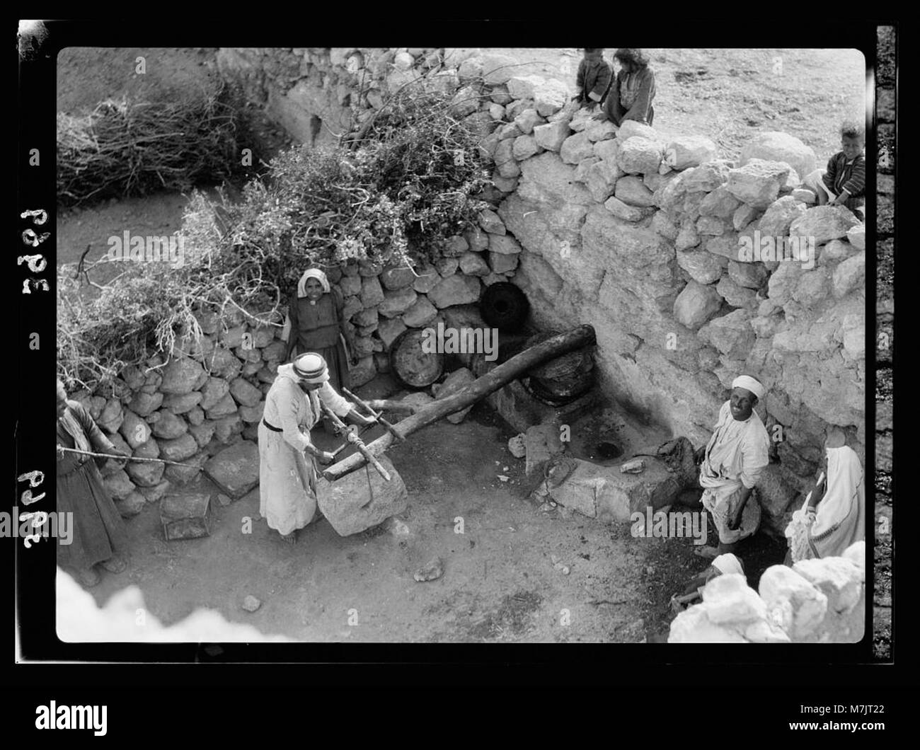 The process of crushing and pressing olives for oil production, using a ...
