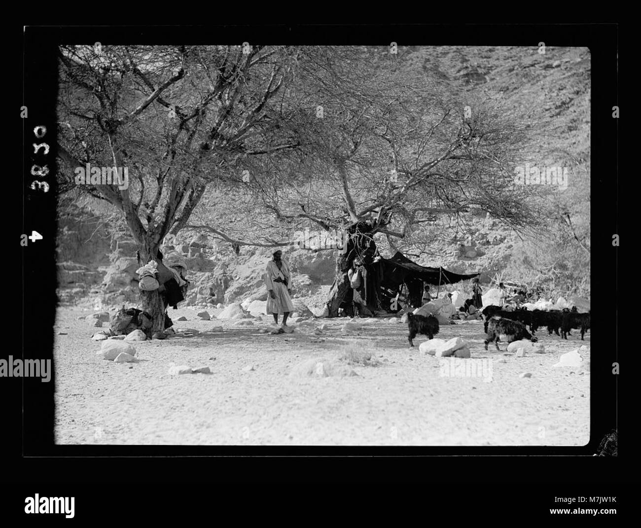 This image shows a Bedouin camp in the Sinai Desert under Acacia trees ...