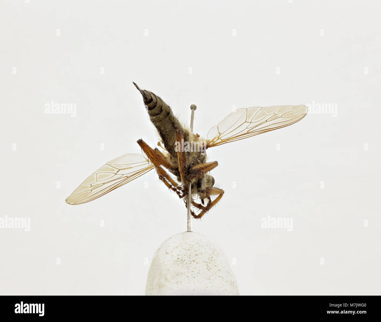 This image features Acanthopleura goedli, a species of chiton, an ...