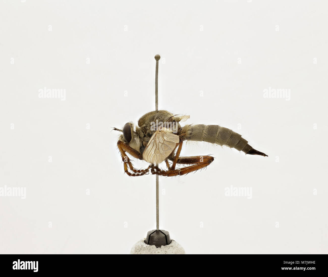Armadillo cingulata hi-res stock photography and images - Alamy