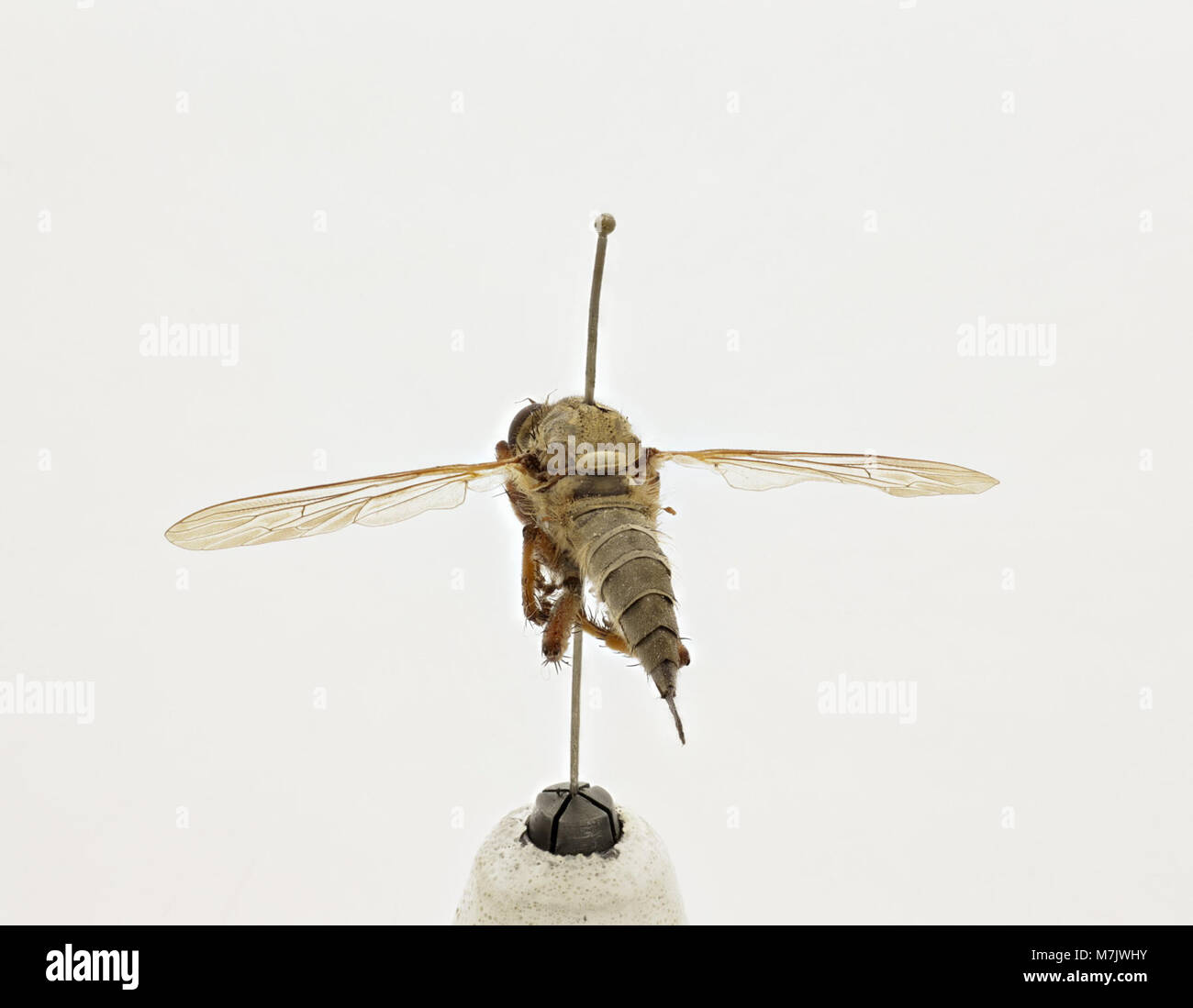 Acanthopleura goedli is a species of chitons, marine mollusks known for ...