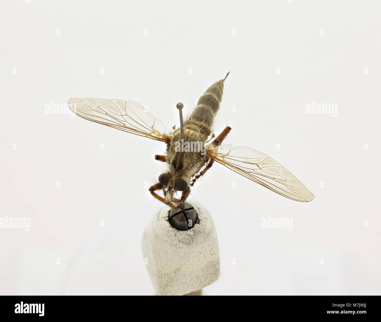 Mollusk armor hi-res stock photography and images - Alamy