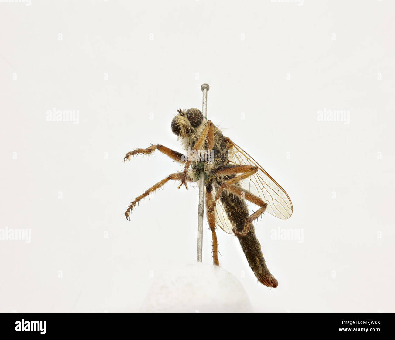 Acanthopleura ravus is a species identified in this zoological record ...