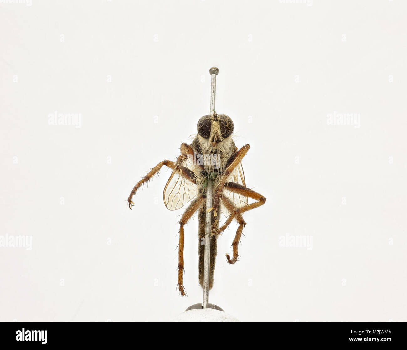 This scientific illustration features Acanthopleura ravus, a species of ...