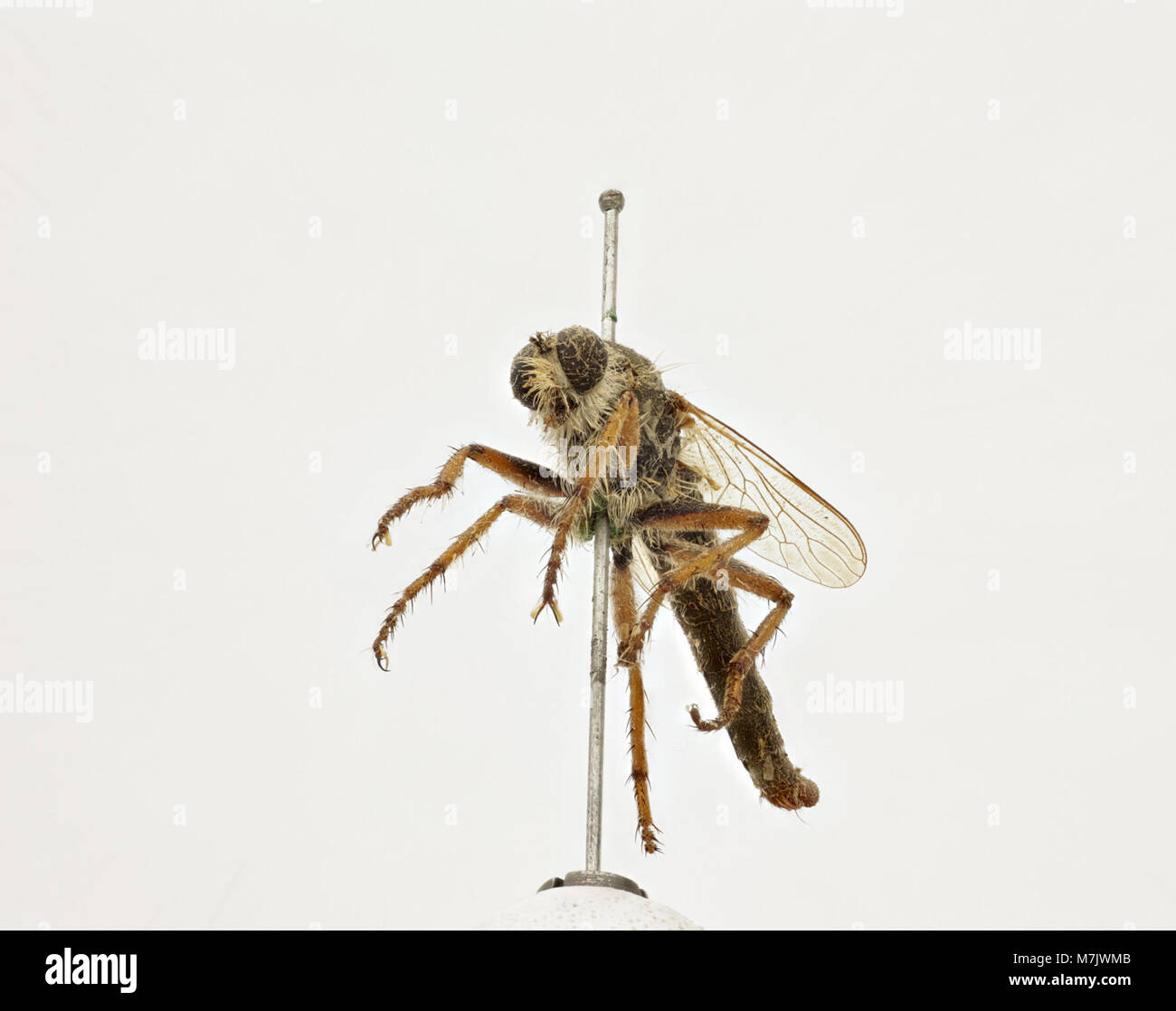 A scientific photograph of *Acanthopleura ravus*, a species of ...