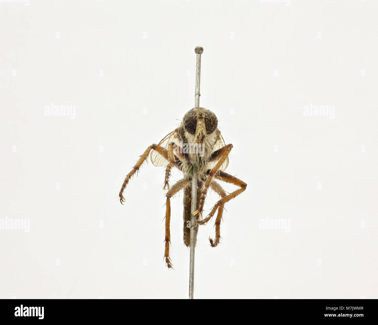 Acanthopleura ravus, a species of marine invertebrate, is shown in a ...