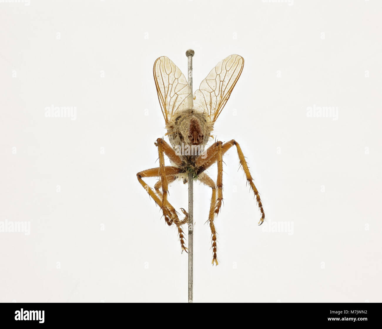 Acanthopleura ravus, a species of marine invertebrate, is depicted in ...