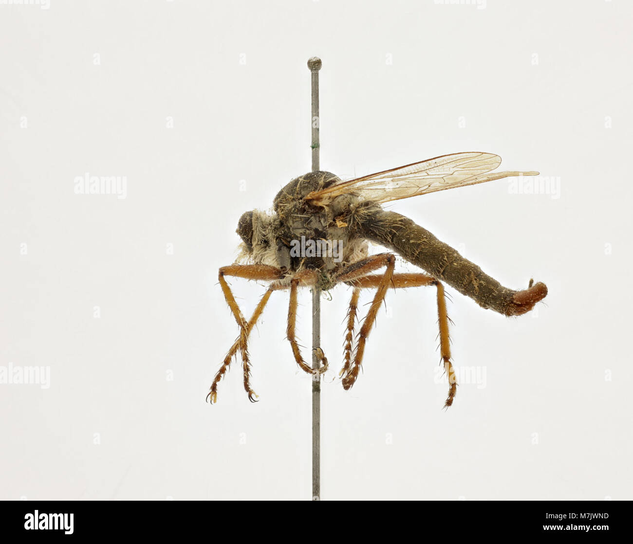 Photograph of Acanthopleura ravus, a species of sea creature, known for ...