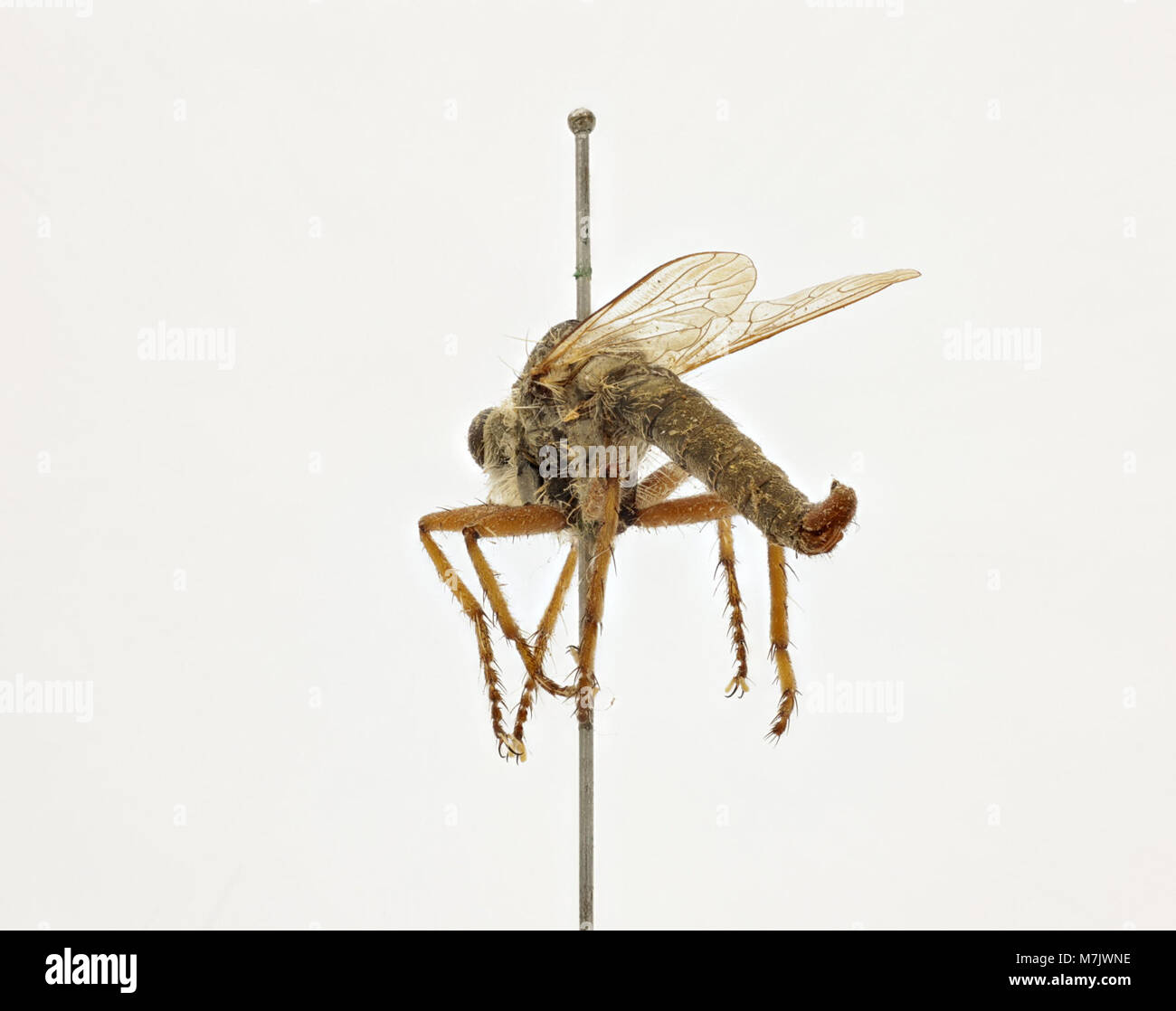 Acanthopleura ravus (Zoosphere 151 045 Stock Photo - Alamy