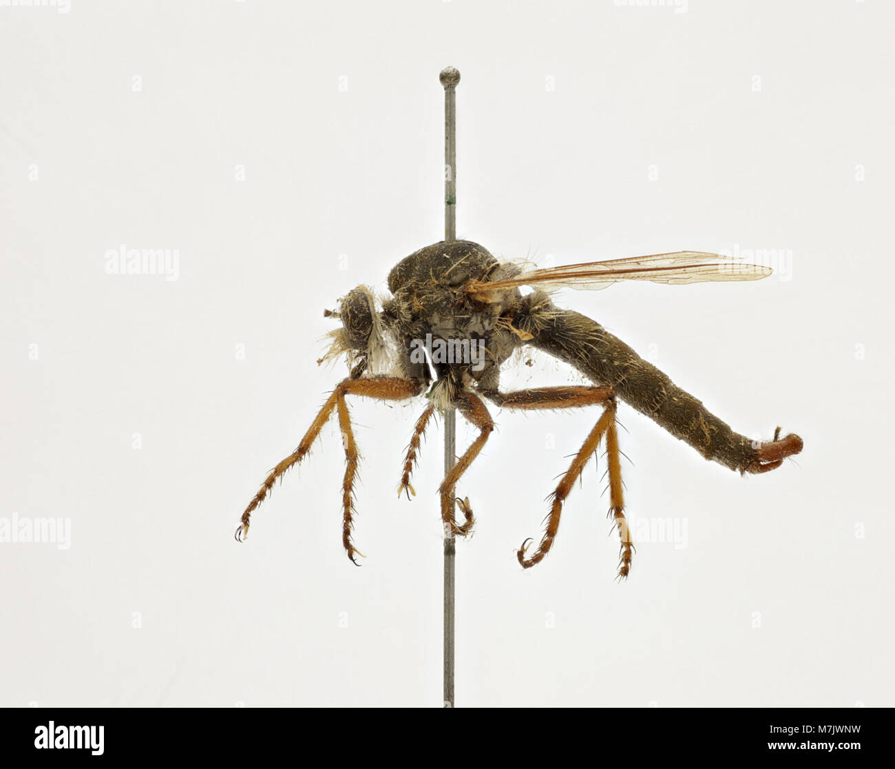 Acanthopleura ravus is a species cataloged in the Zoosphere ...