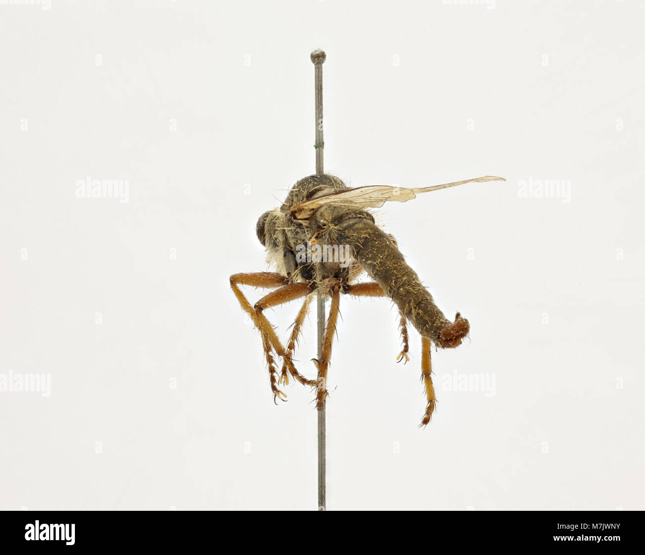 An image of Acanthopleura ravus, a species of marine invertebrate ...