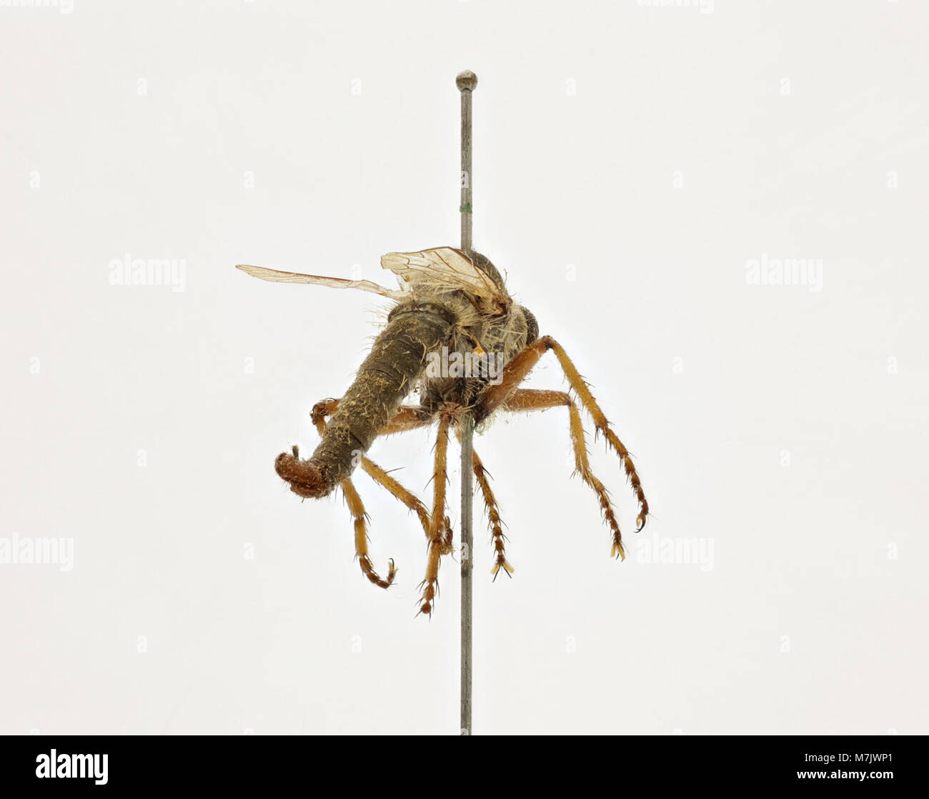 Acanthopleura ravus is a species of chiton, a type of marine mollusk ...