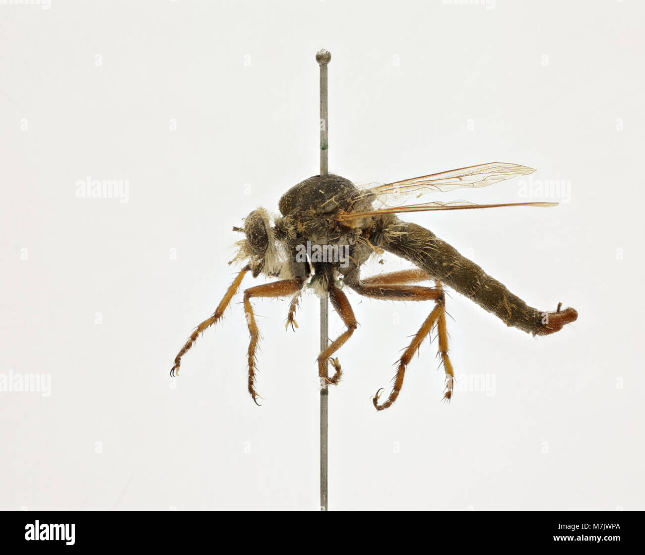 Acanthopleura ravus is a species of marine invertebrate belonging to ...