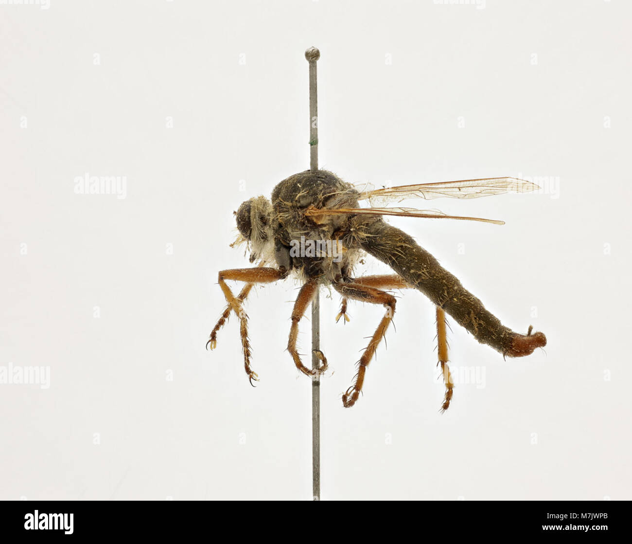 Acanthopleura ravus (Zoosphere 151 068 Stock Photo - Alamy