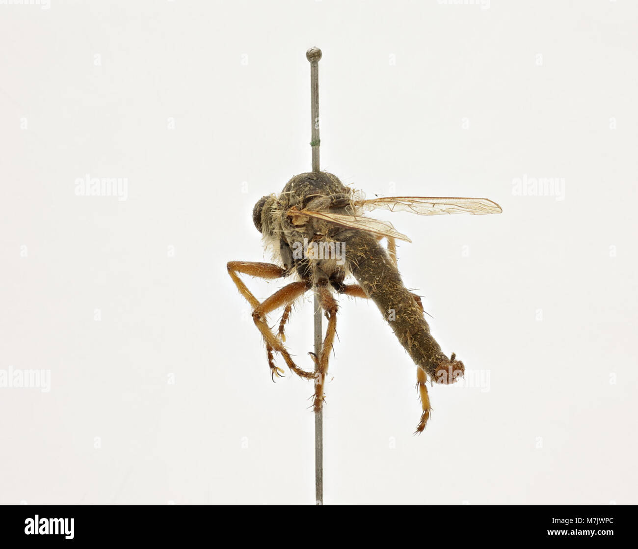 Acanthopleura ravus (Zoosphere 151 069 Stock Photo - Alamy