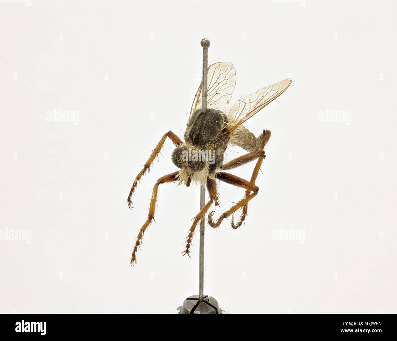 Acanthopleura ravus, a species of polyplacophoran mollusk, is featured ...