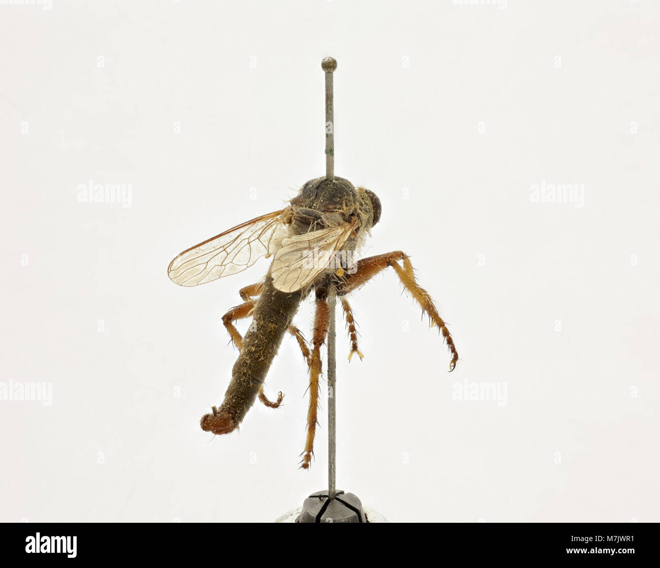 A scientific image of Acanthopleura ravus, a species of chiton ...