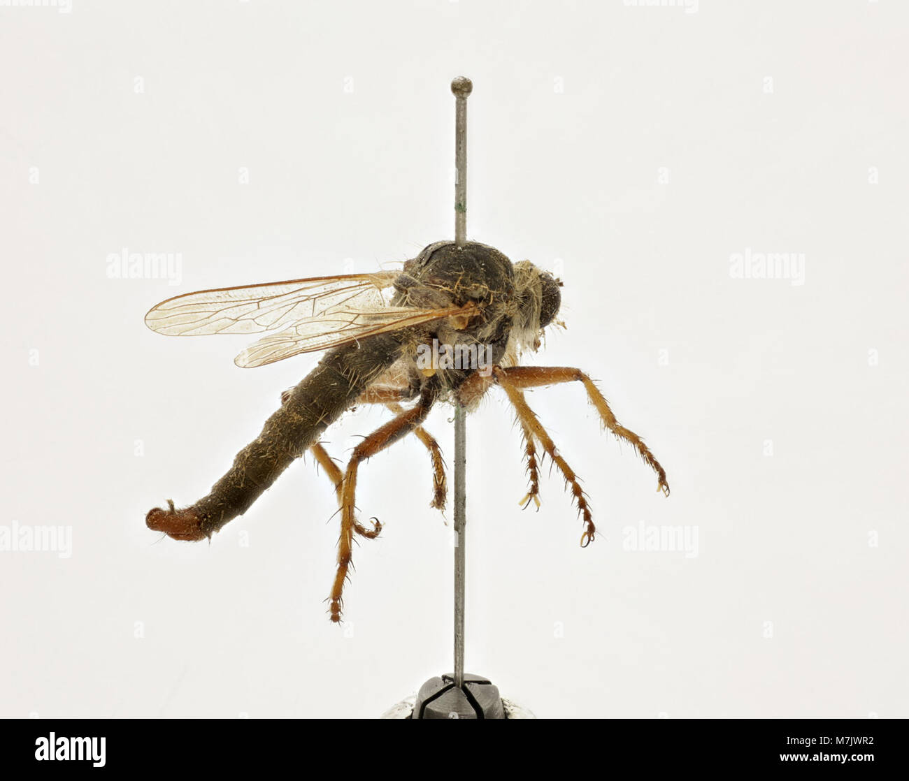 This image features Acanthopleura ravus, a species of marine mollusk ...