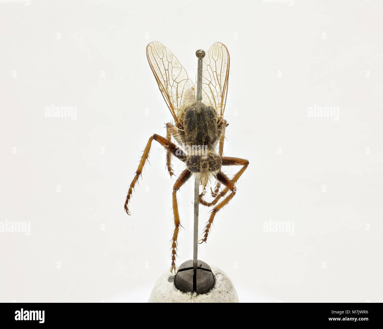 Acanthopleura ravus, a species of marine animal, is shown in this image ...