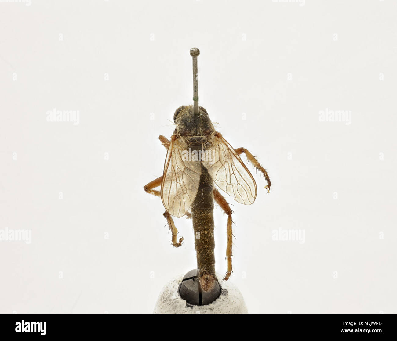 An image of Acanthopleura ravus, a species of chiton, showcasing its ...