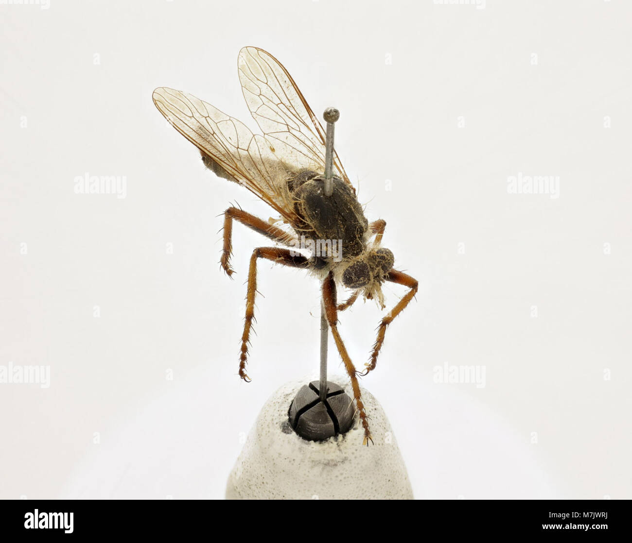 This image features Acanthopleura ravus, a species of armadillo girdled ...