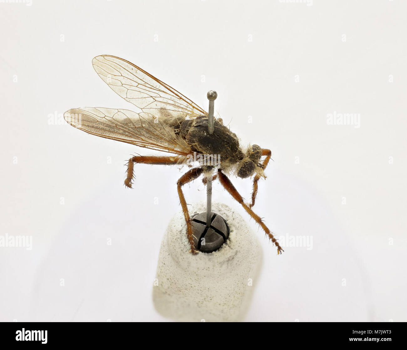 Acanthopleura ravus (Zoosphere 151 110 Stock Photo - Alamy