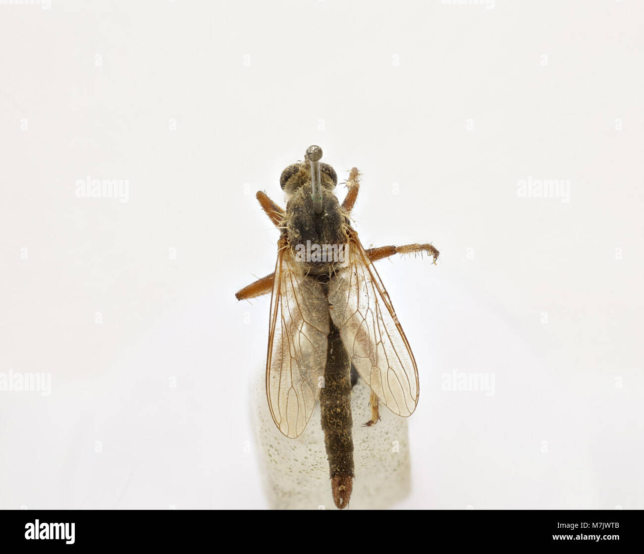 Acanthopleura ravus, a species of armored sea slug, is known for its ...