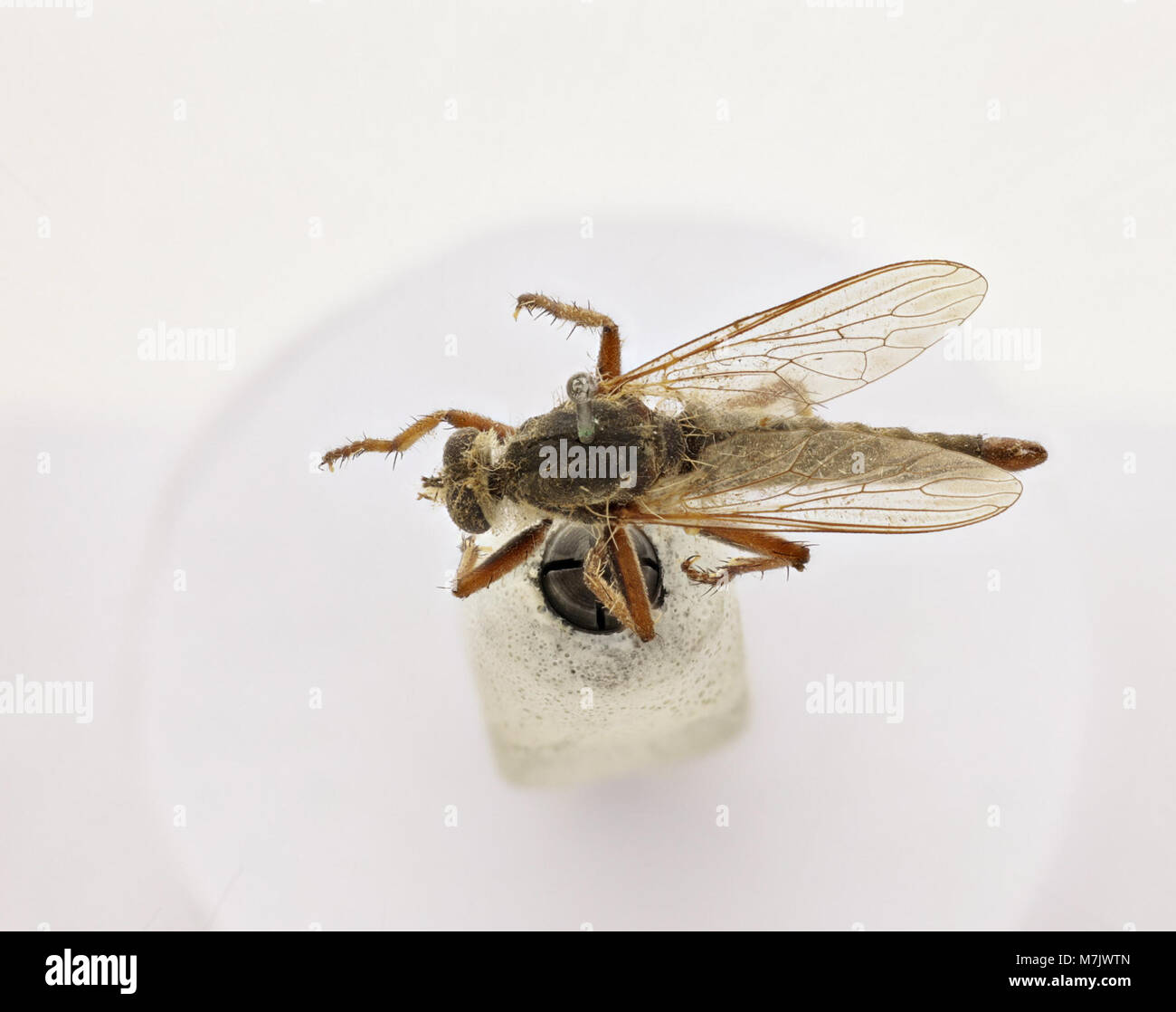 A detailed photograph of Acanthopleura ravus, a species of marine ...