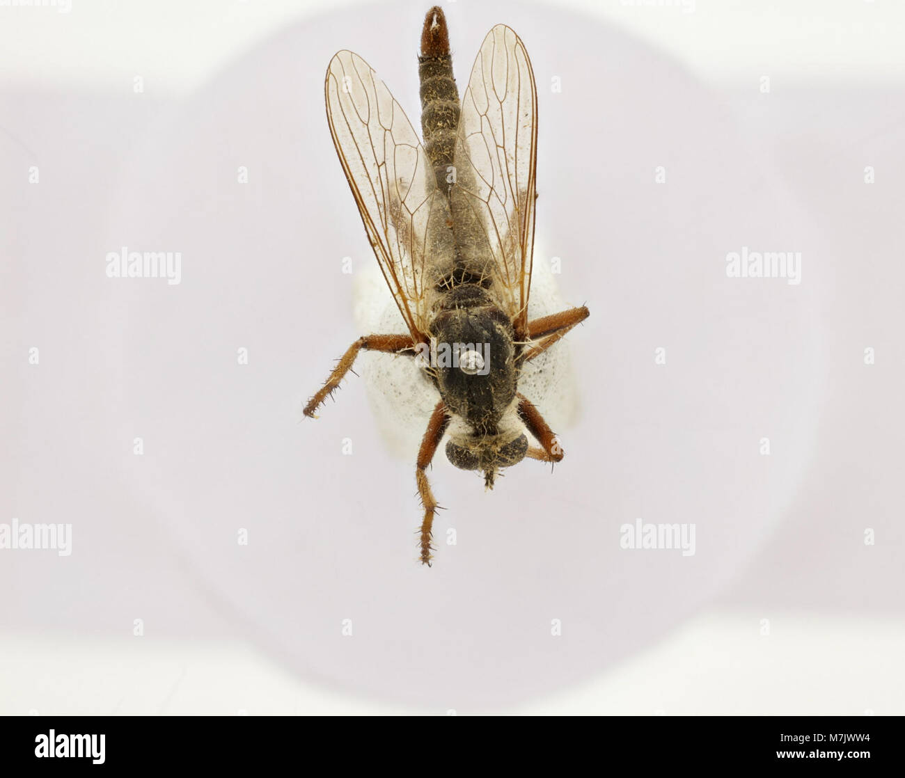 Unique aquatic creature identified hi-res stock photography and images ...