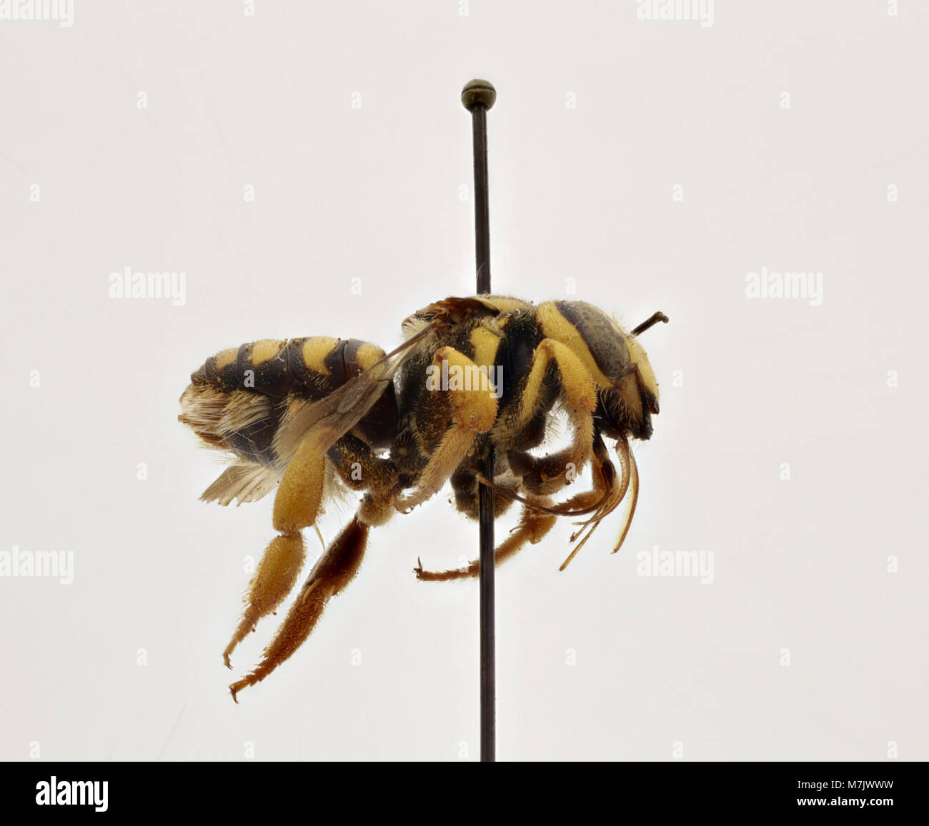 Anthidium forcipatum (Zoosphere 83 011 Stock Photo - Alamy