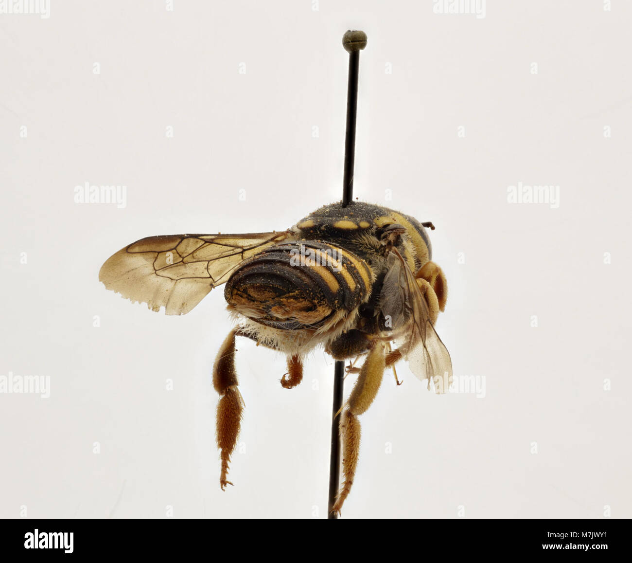 A zoological specimen of Anthidium forcipatum, cataloged under ...