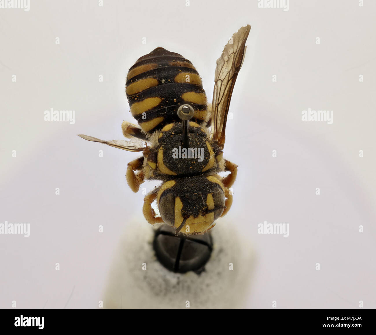 A detailed image of the bee species *Anthidium forcipatum*, showcasing ...