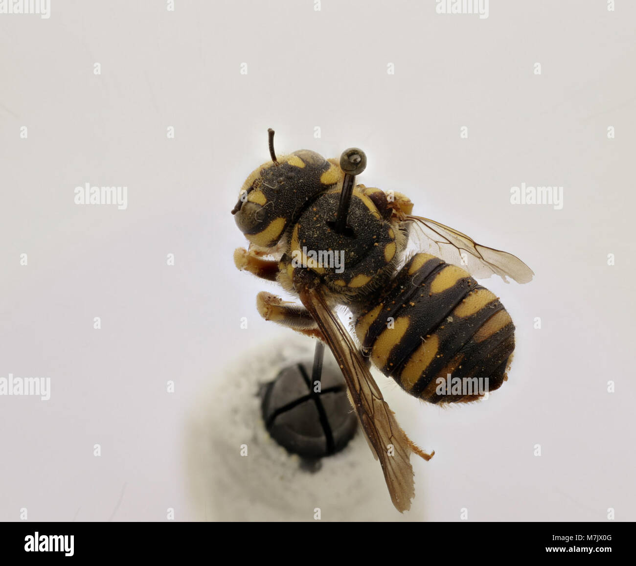 Resin bee nest hi-res stock photography and images - Alamy