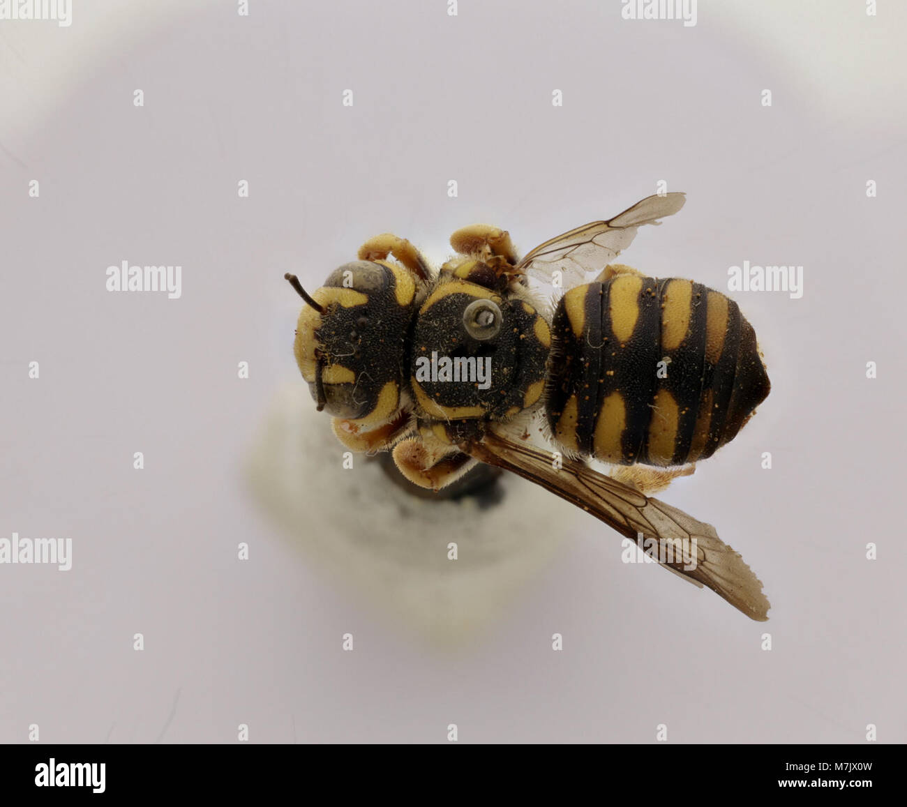Anthidium forcipatum (Zoosphere 83 086 Stock Photo - Alamy