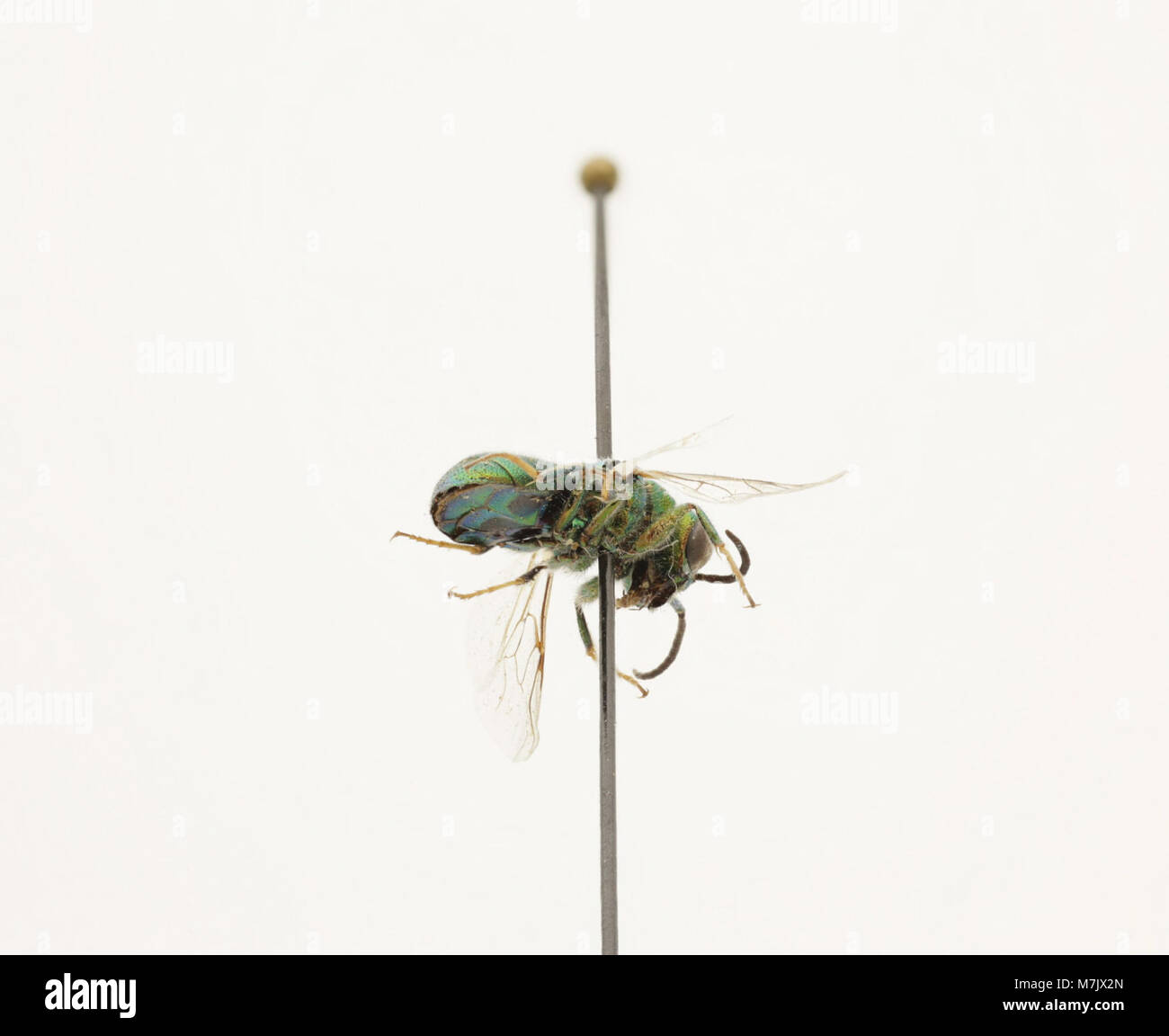 Cephalochrysis ehrenbergi (Zoosphere 128 033 Stock Photo - Alamy