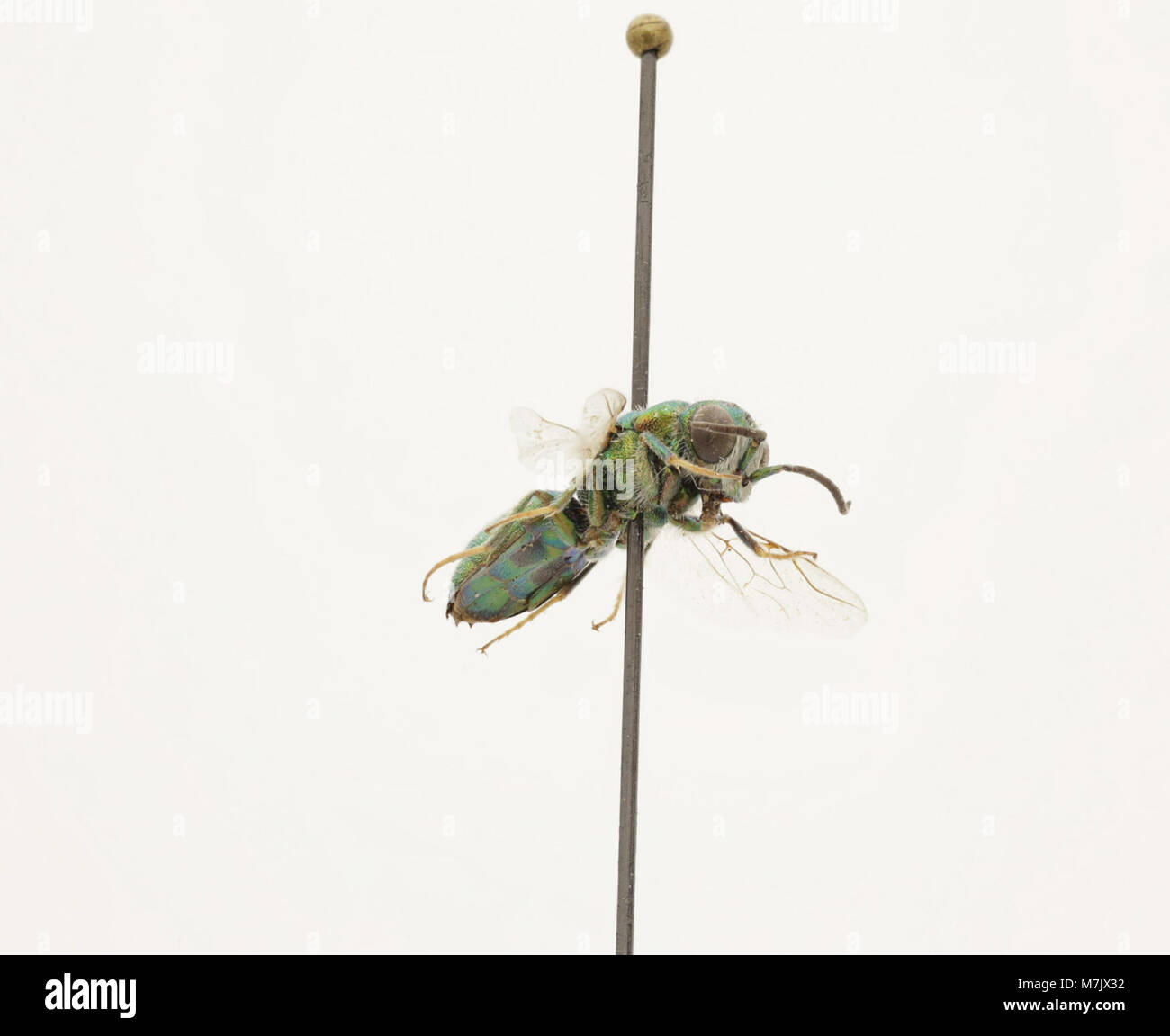 An image of Cephalochrysis ehrenbergi, a species of parasitic wasp ...