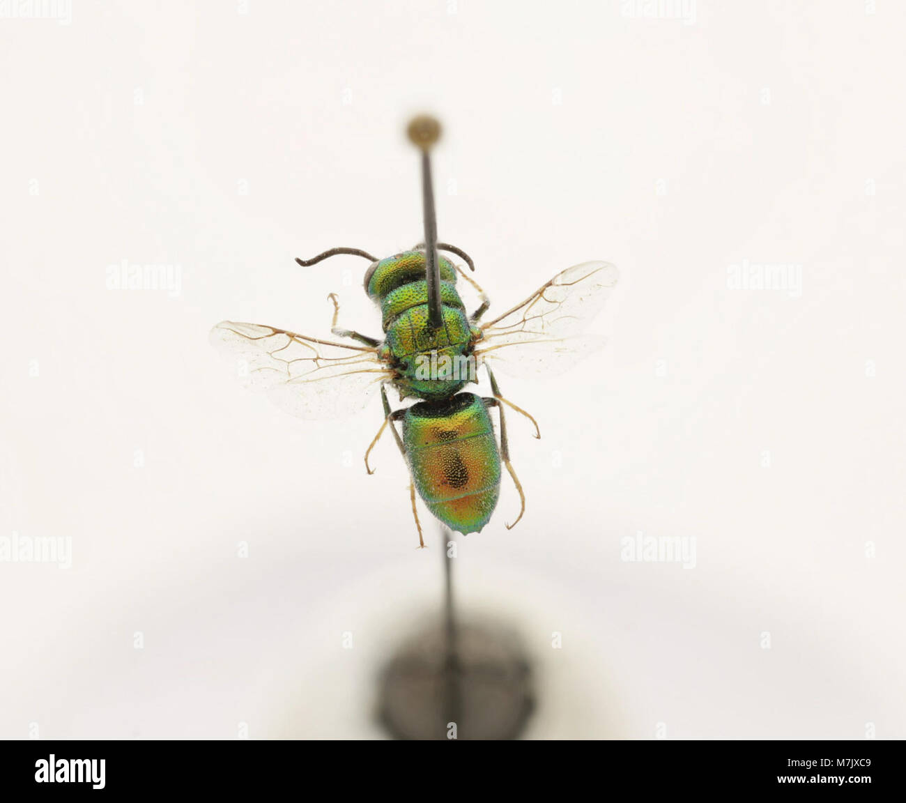 The image depicts Cephalochrysis ehrenbergi, a species of copepod in ...